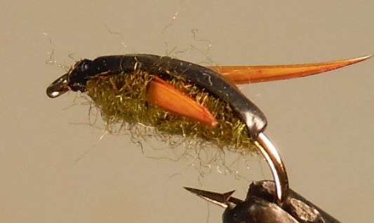 Water Boatman – Outdoor America