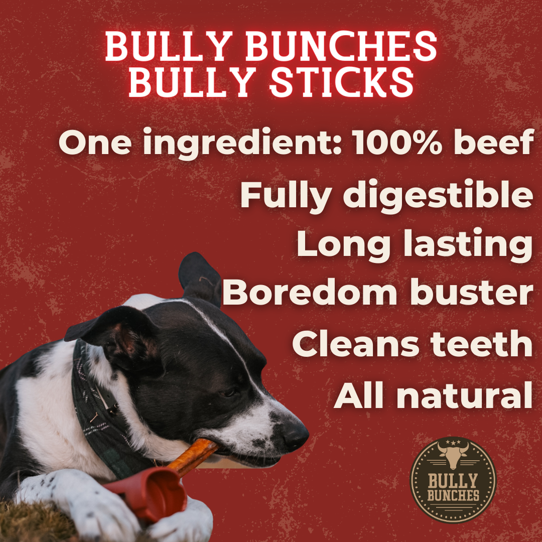6 Inch Thick Bully Stick – Outdoor America